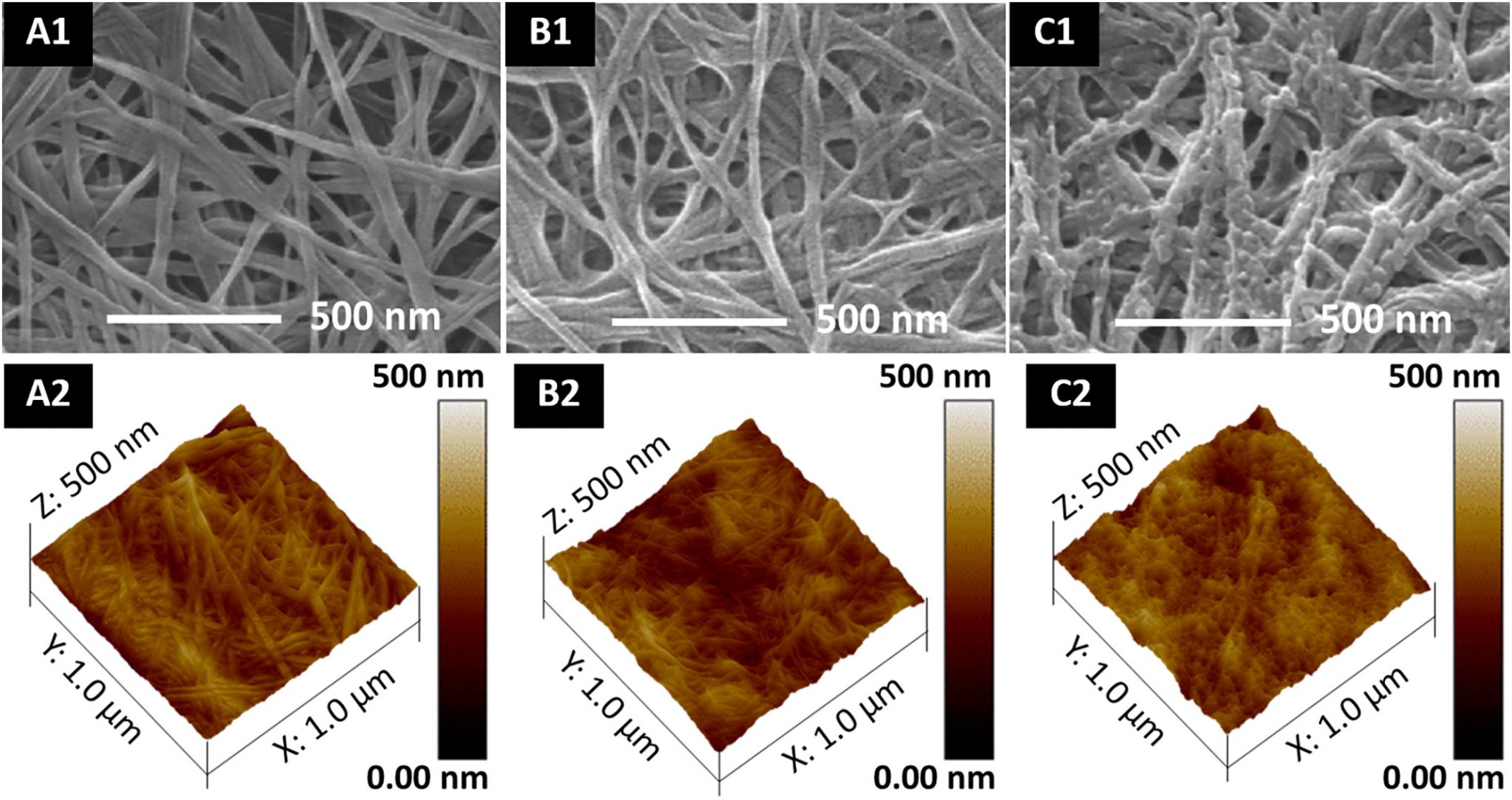 Bacterial cellulose membrane conjugated with plant-derived osteopontin ...
