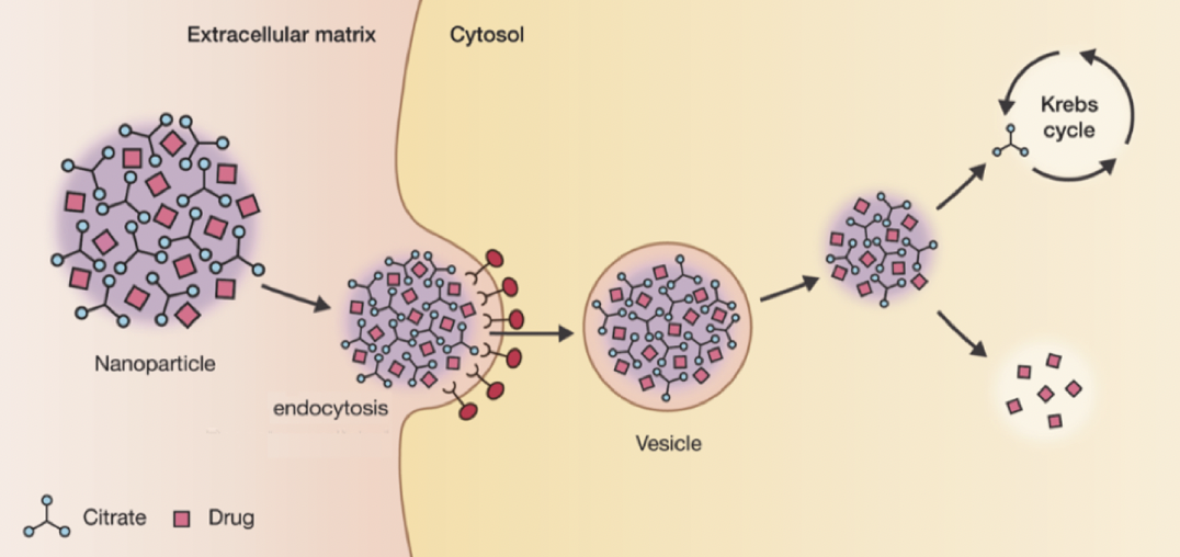 Feeding Cells with a Novel “Trojan” Carrier: Citrate Nanoparticles ...