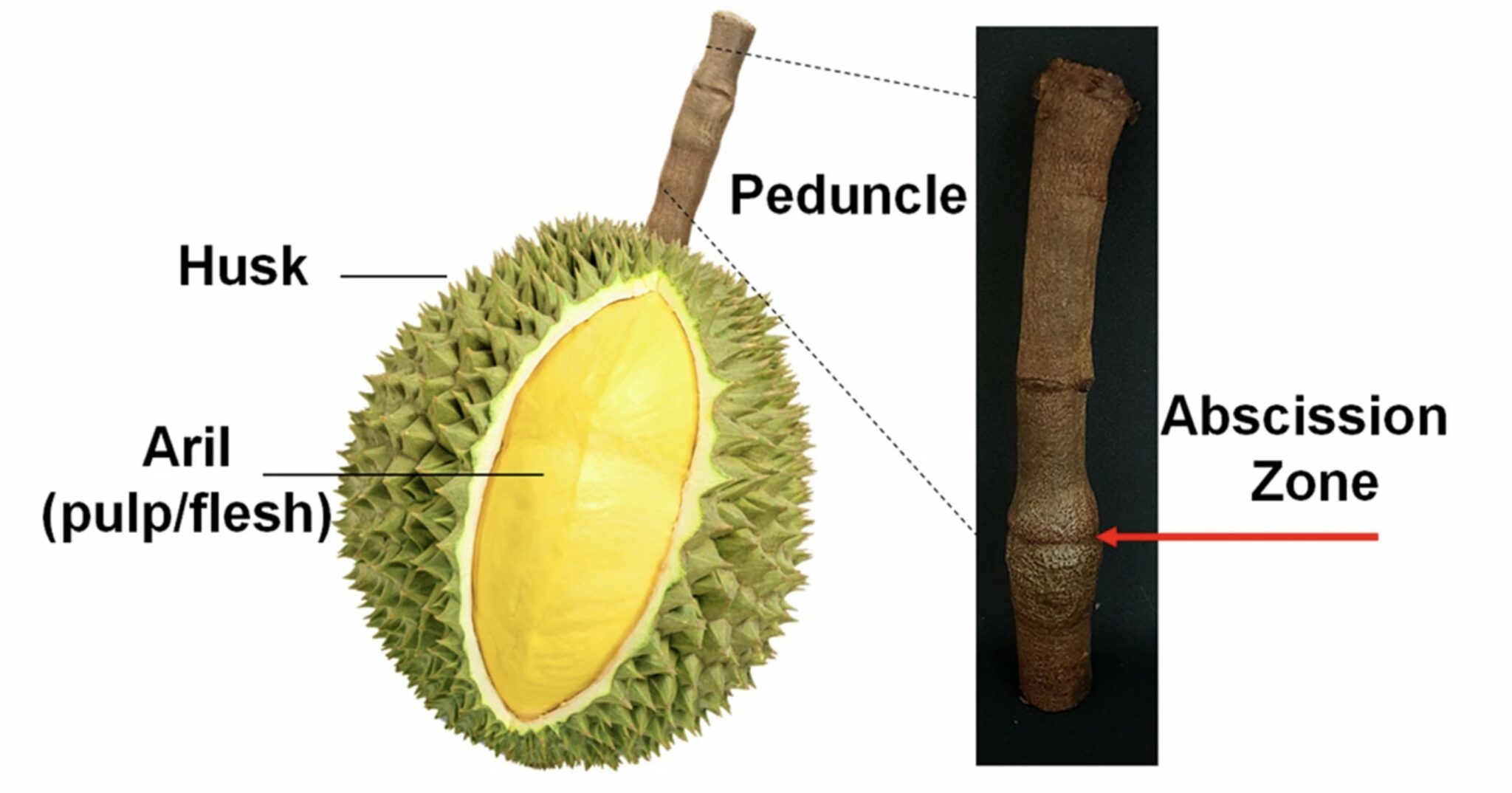 Investigation of key chemical species from durian peduncles and their ...